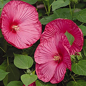 Outsidepride Hibiscus Luna Rose Garden Flower Seed & Foliage Container Plants - 20 Seeds