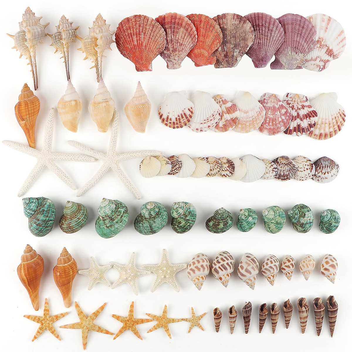 Jangostor Sea Shells Mixed Ocean Seashells, 1.2"-3.5" Various Sizes Beach Seashells and Natural Starfish for Vase Fillers Fish Tank Beach Themed Party Home Wedding Decorations DIY Crafts