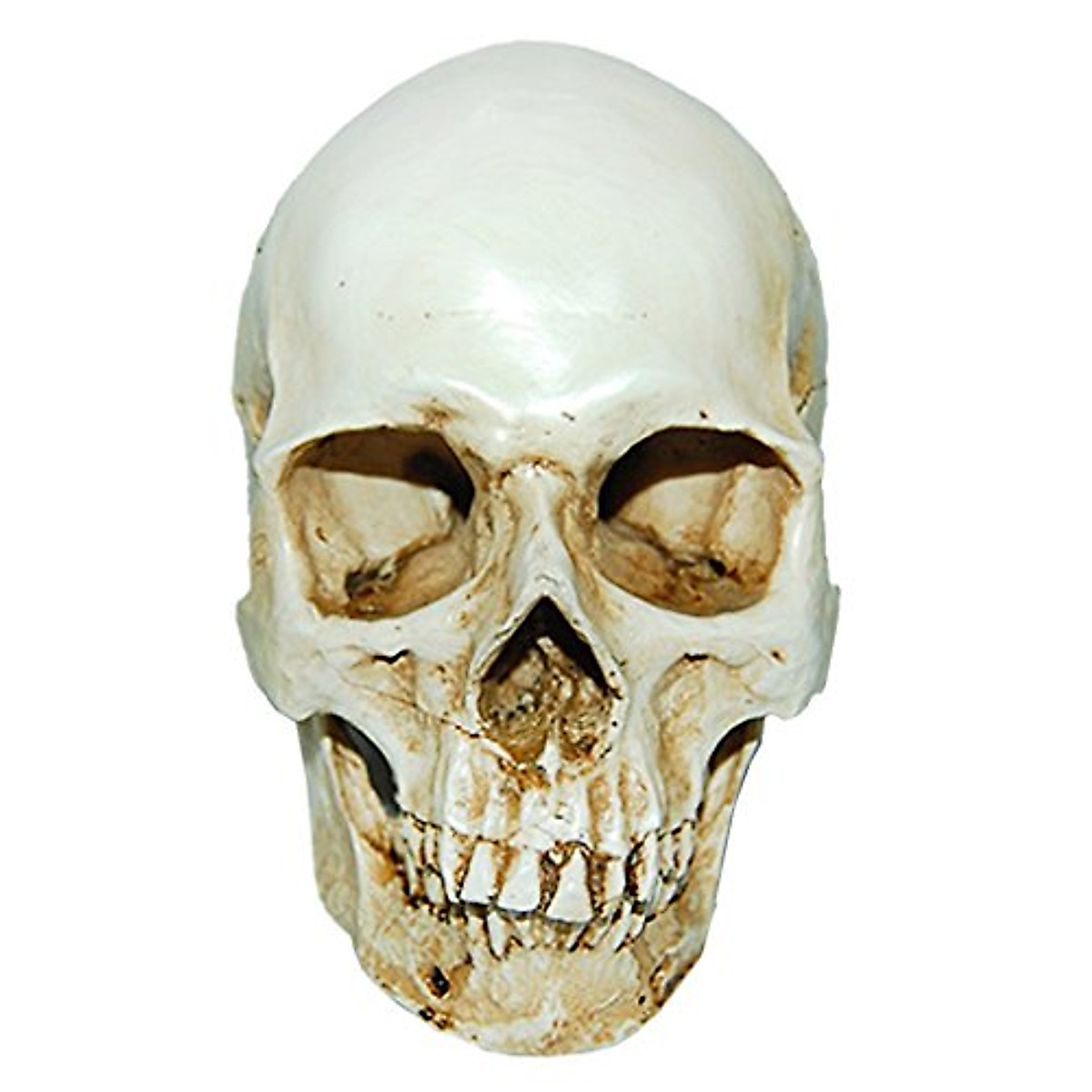 MagiDeal Lifesize 1:1 Human Skull Replica Resin Model Anatomical Medical Skeleton