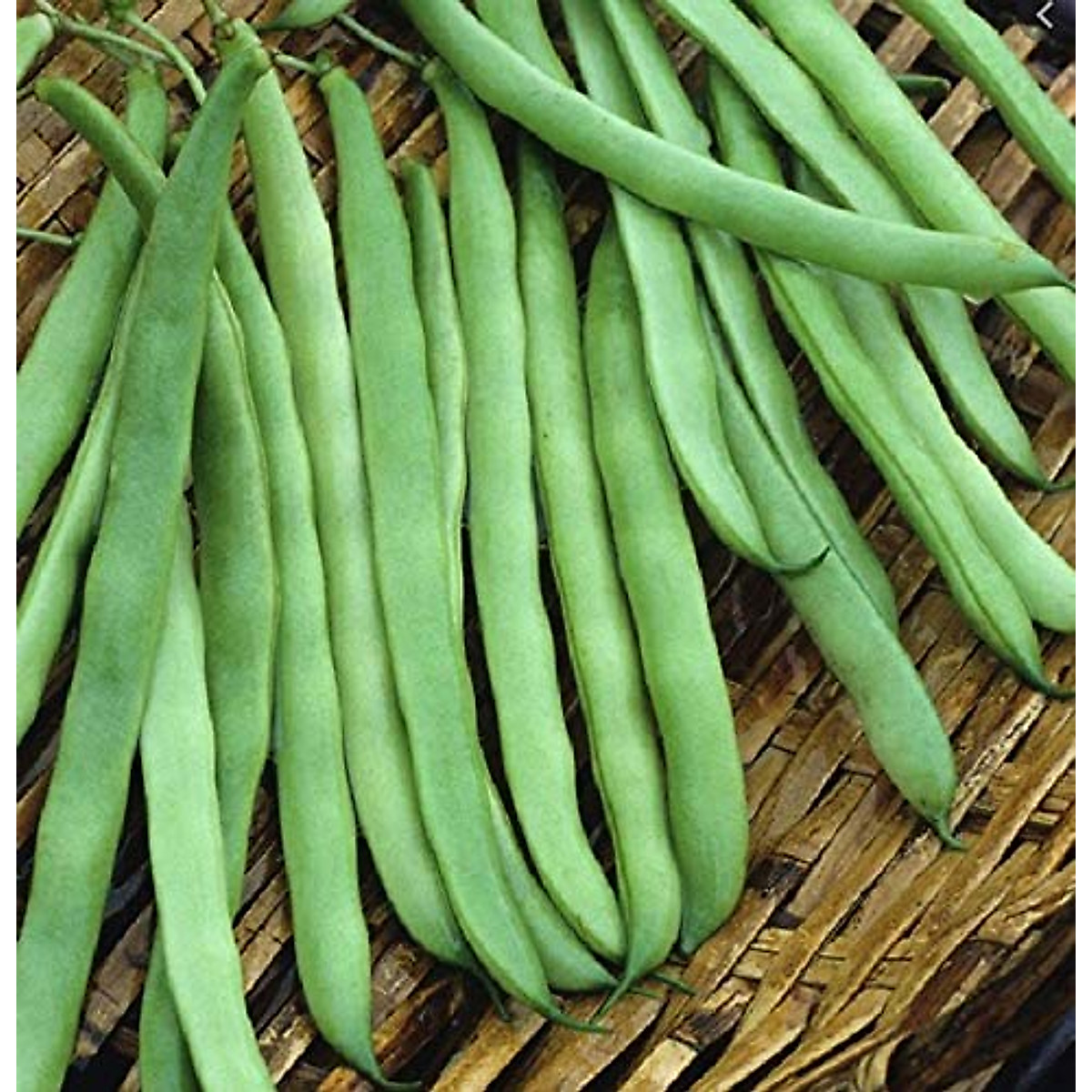 Kentucky Wonder Pole Bean Seeds for Planting, 30 Heirloom Seeds Per Packet, (Isla's Garden Seeds), Non GMO Seeds, Botanical Name: Phaseolus vulgaris, Great Home Garden Gift