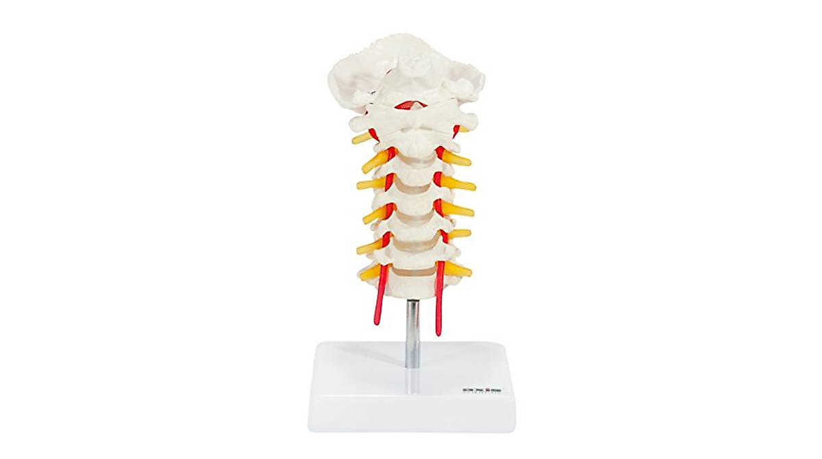 Axis Scientific Cervical Vertebra Model for In-depth Study