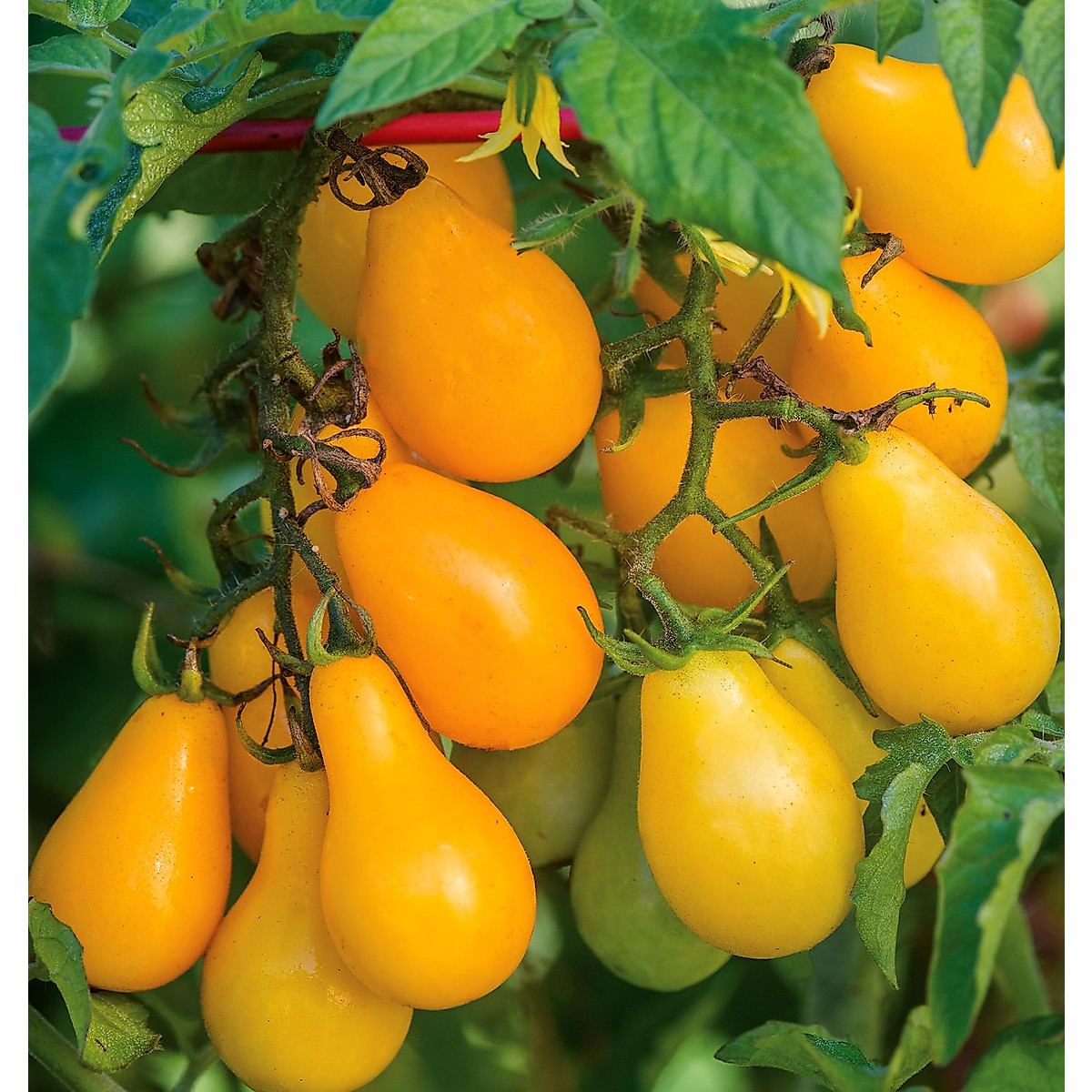 Burpee 'Yellow Pear' Heirloom, Yellow Pear Tomato, 150 Non-GMO Seeds
