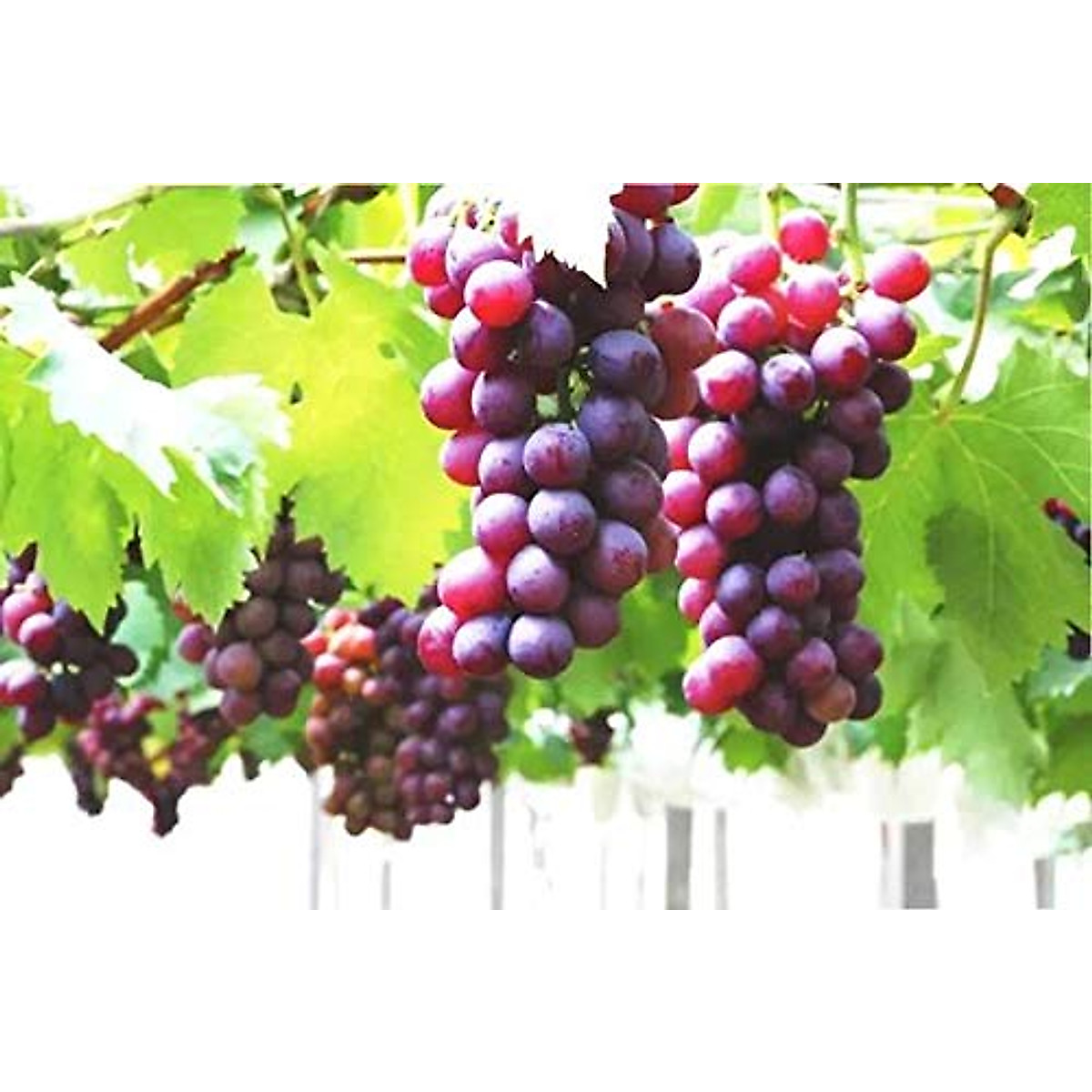 50+ Grape Seeds Vine Fruit Seed Fruit Plant Home Garden Non-GMO