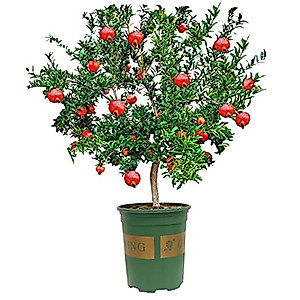 Pomegranate Live Tree Plant Seedling,14-17inch Height, Very Large Orange Red Fruit with Red Arils and Sweet Tart Juice Great for Home and Garden Yards Planting