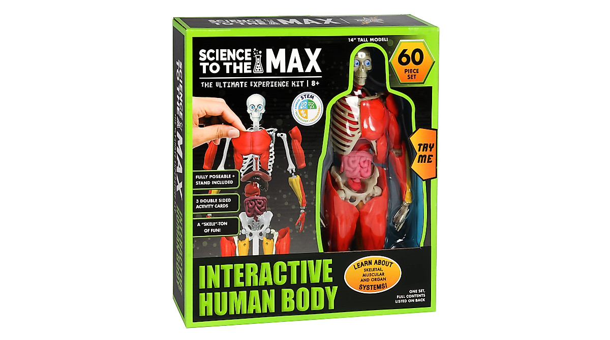 Be Amazing! Toys Interactive Human Body Anatomy Model for Kids 8+
