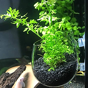 IAFVKAI 2pcs Aquarium Plant Cup Aquarium Decoration Aquatic Plant Pot with Suction Cups for Fish Tank Plant and 3-Tube Fish Shrimp Feeder Glass Breeding Tube