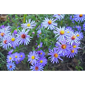 Smooth Blue Aster Seeds Wildflower Garden 100 Seeds