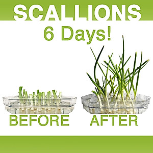 Indoor Gardening System/Small/No Electricity Needed/All Year Round/Hydroponic Growing The Easy Way/Propagate-Regrow in Your Kitchen/I Re Grow