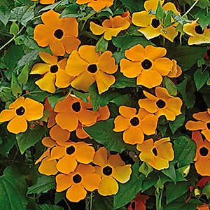 Black Eyed Susan "Vine" Flower Seeds for Planting, 25+ Heirloom Seeds Per Packet, (Isla's Garden Seeds), Non GMO Seeds, Botanical Name: Thunbergia alata, Great Home Flower Garden Gift