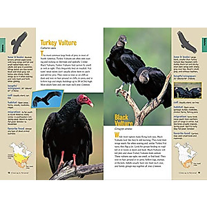 Raptor! A Kid's Guide to Birds of Prey