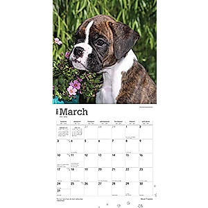 Boxer Puppies | 2024 12 x 24 Inch Monthly Square Wall Calendar | BrownTrout | Animals Dog Breeds Puppy