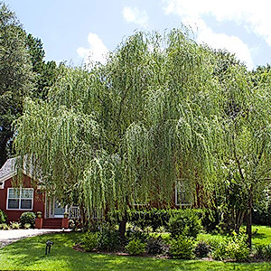 Perfect Plants Weeping Willow Live Plant, 5-6', Includes Care Guide