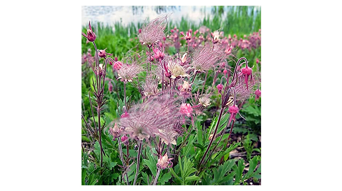 Buy 50 Prairie Smoke Seeds - Non-GMO Geum triflorum for Gardens