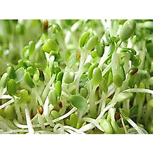 Alfalfa Sprouting Seed, NON GMO - 2 Oz -Country Creek LLC Brand - High Sprout Germination- Edible Seeds, Gardening, Hydroponics, Growing Salad Sprouts, Planting, Food Storage & More