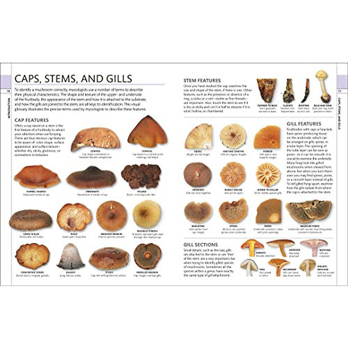 Mushrooms: How to Identify and Gather Wild Mushrooms and Other Fungi