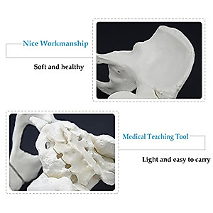 Female Pelvis Model, Life Size Female Pelvic Skeleton Mode, Female Anatomy Model for Science Education, Hip Bone Pelvic Model Female Anatomical Model