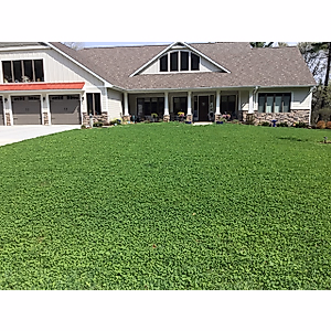 Flawn Seed Kits Micro Clover Seed, Organic Coated, Eco-Friendly, Low Growing, Low Maintenance, Lawn Alternative, Compostable Pouch, Over-Seed up to 500 sqft