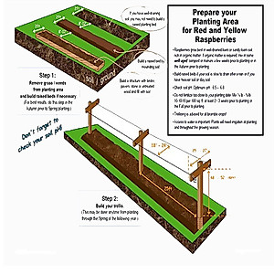 2 Heritage - Red Raspberry Plant - Everbearing - All Natural Grown - Ready for Fall Planting