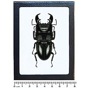 BicBugs Dorcus titanus yasuokai stag Beetle Malaysia Framed