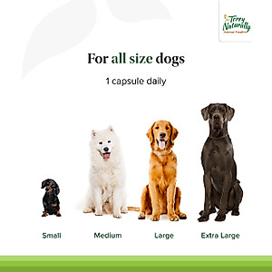 Terry Naturally Animal Health Bladder Control - 30 Capsules - 100 mg Angelica - Bladder Health & Urinary Tract Support for Dogs - Non-GMO, Canine Only - 30 Servings