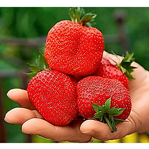 CEMEHA SEEDS - Giant Strawberry Fresca Everbearing Berries Indoor Non GMO Fruits for Planting