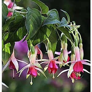 Mixed 100 Seeds Fuchsia Flower Seeds Perennial Home Bonsai
