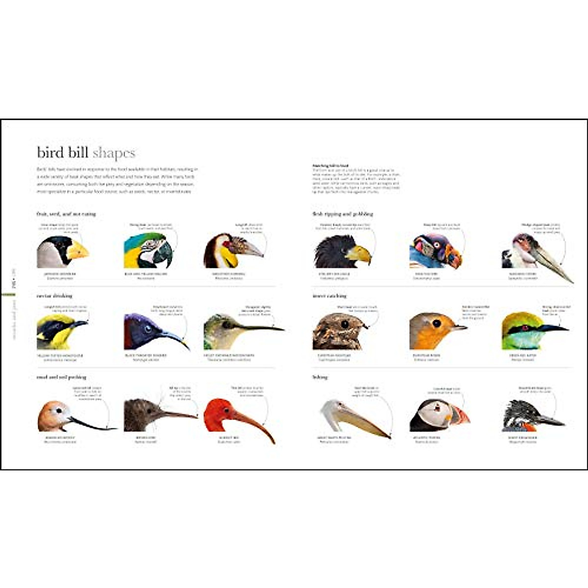 Zoology: Inside the Secret World of Animals (DK Secret World Encyclopedias)