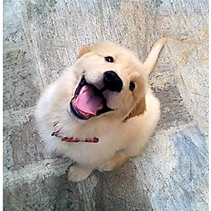 Dog probiotics Chews - Advanced Formula - Digestive AID - PET PROBIOTICS - for Dogs - Dog Digestive enzymes Chews - 2 Bottle (120 Chewable Tablets)