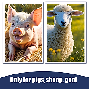 M6 Portable Veterinary Ultrasound Scanner 5.7" LED Display for Pregnancy Pig Sheep Goat Use Only Vet Handheld Scanner with Mechanical Probe