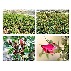 TooGet Fragrant Natural Deep Red Rose Buds Rose Petals Organic Dried Golden-Rim Rose Flowers Wholesale, Culinary Food Grade - 4 OZ
