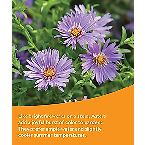 Burpee Wildflower Seed Mix for Pollinators