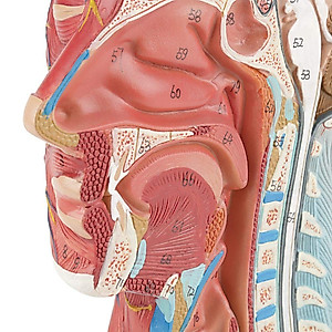 Anatomical Head Model, Anatomical Human Anatomical Half Head and Face Anatomy Medical Brain Neck Median Section Study Model