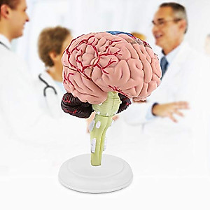 Brain Model Disassembled Human Anatomical Model Colorful 4D Structure Teaching Learning Tool for General Anatomical Study