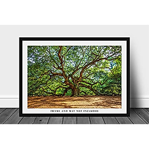 Nature Photography Print (Not Framed) Picture of Angel Oak Tree on Summer Day near Charleston South Carolina Southern Wall Art Lowcountry Decor (11" x 14")
