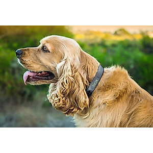 Mighty Paw Dog Collar - Neoprene Padded - Reflective for Running - Extra Comfort for Active Dogs - Premium Quality Reflective Collar - Comfortable Dog Collar for All Dog Breeds - Heavy Duty Dog Collar