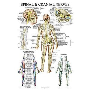 Palace Learning Spinal Nerves Anatomical Chart - Spine and Cranial Nervous System Anatomy Poster (with Dermatomes) (LAMINATED, 18 x 24)