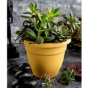 The HC Companies 10 Inch Caribbean Planter - Lightweight Indoor Outdoor Plastic Plant Pot for Herbs and Flowers, Honey