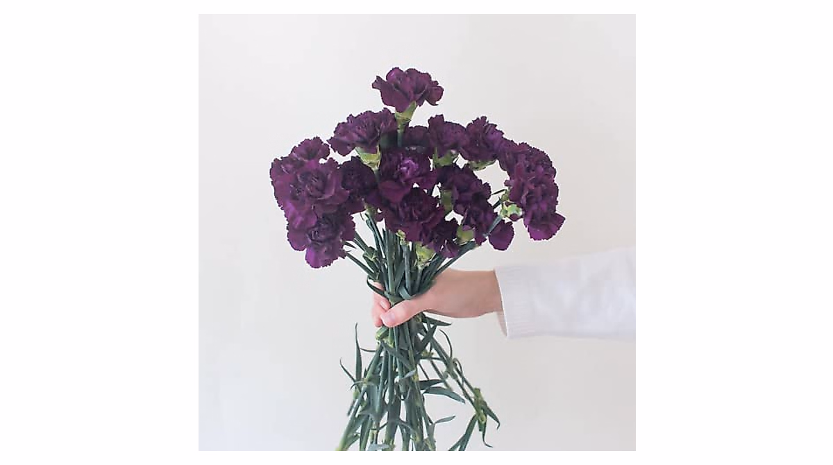 CHUXAY GARDEN Dark Purple Carnation Seed,Dianthus Caryophyllus 100 ...