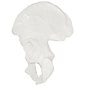 Axis Scientific Hip Bone Model | Left | Cast from a Real Human Coxal Bone l Hip Bone Model Has Realistic Texture and Important Bony Landmarks | Includes Product Manual