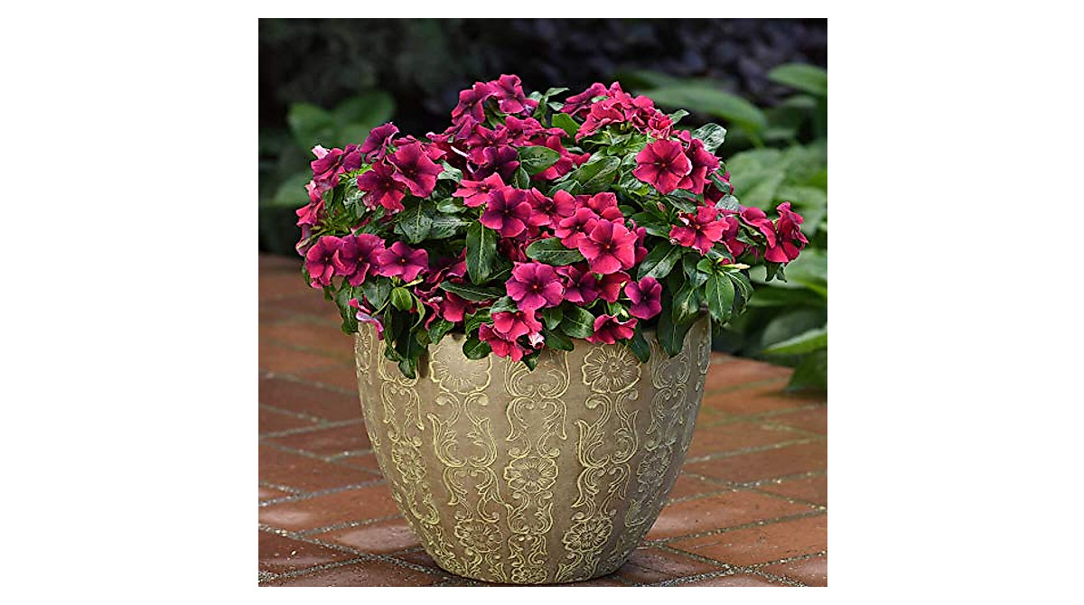 Black Cherry Vinca Seeds - Beautiful Ground Cover Plants