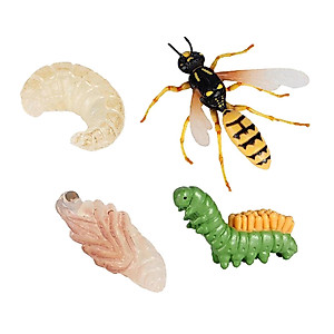 Colcolo 4Pieces Wasp Life Cycle Toy Figures Educational Children's Preschool Props