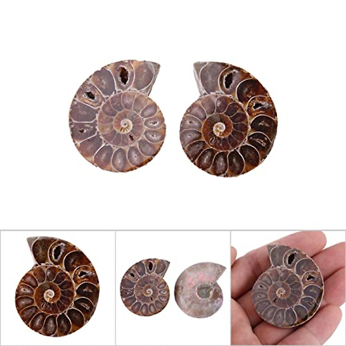 GOTOTOP 2 x Ammonite Fossil Specimen, Ammonite Fossil Specimen Shell Madagascar (4cm/1.57inch)