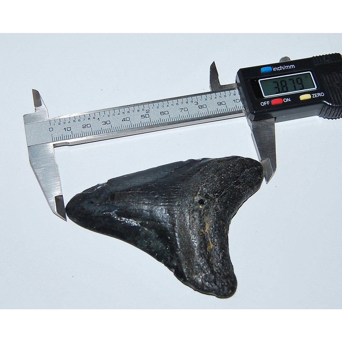 MEGALODON TOOTH Fossil SHARK 3.879 inches - Up to 25 Million Years Old #1537 7o