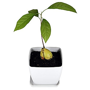 AvoSeedo Avocado Tree Growing Kit with Pot, Green & White, Practical Gifts for Women, Mom, Sister, Best Friend & Kids, Plant Indoors with Novelty Pit Grower Boat & Kitchen Garden Seed Starter