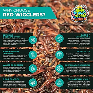 500 Live RED WIGGLERS, Compost Worms, COMPOSTING Bins (~1/2 Pound)
