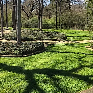 Outsidepride 2 lb. Perennial White Miniclover Dwarf, Small Leaved, Lawn Clover & Ground Cover Seeds