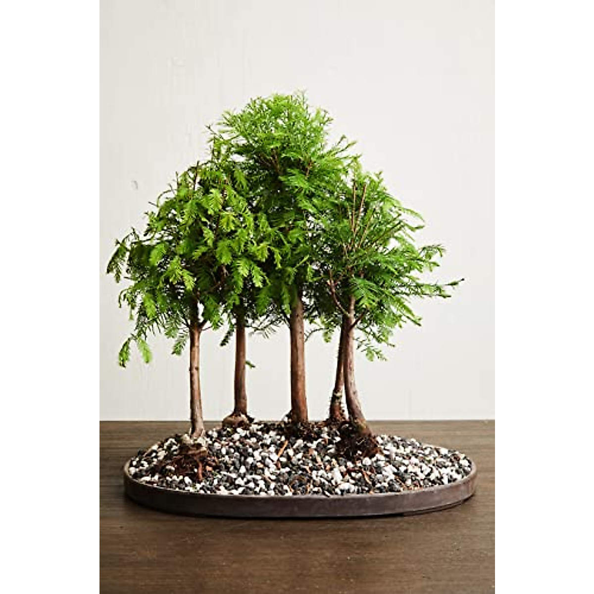 Calcined Clay for Bonsai, Succulent, Cactus | 2 Quarts Bag | 1/8” Particle Size | The Bonsai Supply