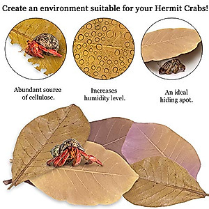 JOR 12 Pack Large 7"-9" Catappa Leaves for Hermit Crabs, Dried Indian Almond Leaves as Perfect Hiding Spot & Keep Humidity Levels in Aquarium Tank, Source of Delicious Treats, Helps Lowers Stress