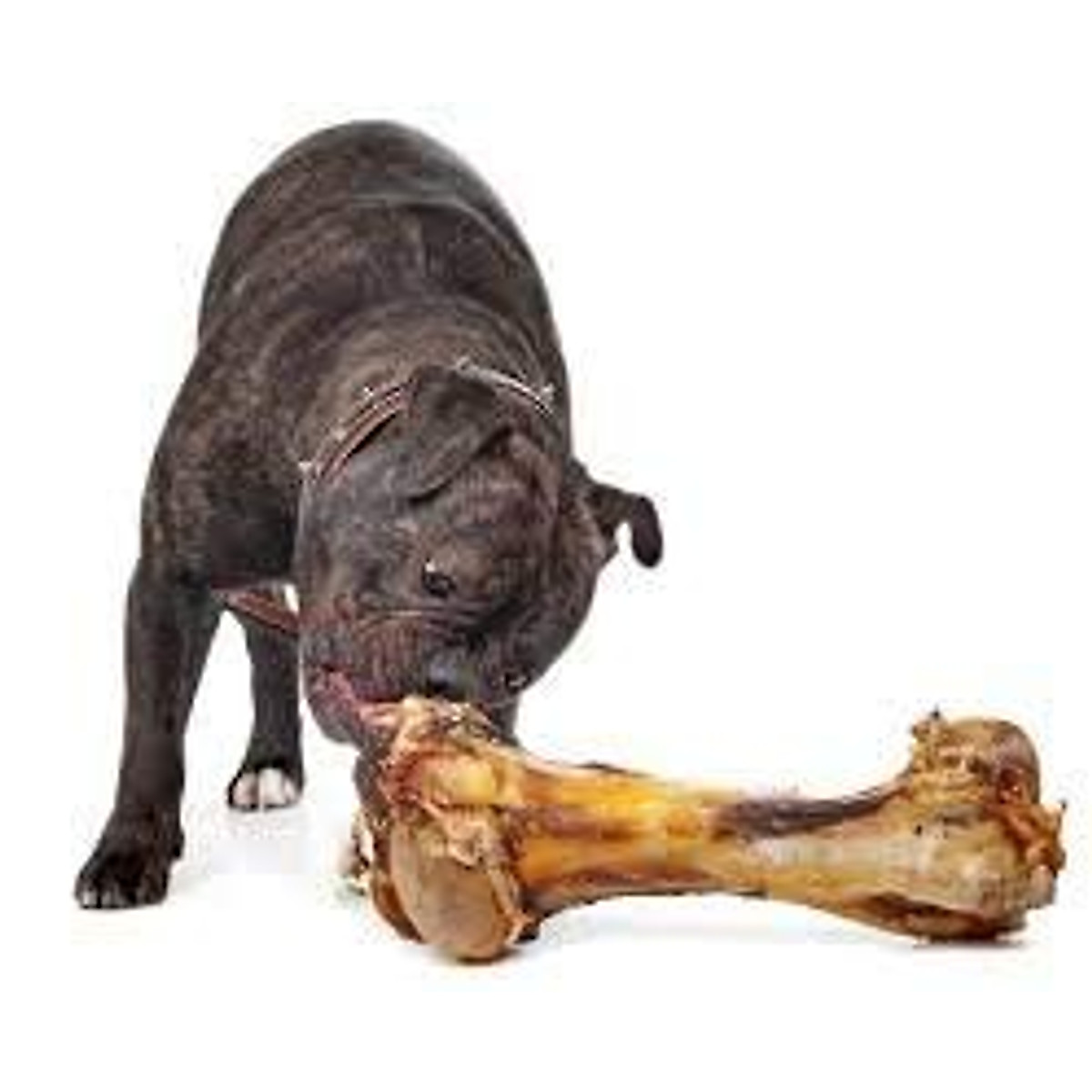 EcoKind Premium Giant Mastedon Femur Bone for Dogs | 1 Giant Bone | All Natural Femur Bone for Large Dogs and Aggressive Chewers