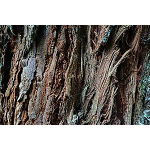 Coast Redwood | Medium Tree Seedling | The Jonsteen Company